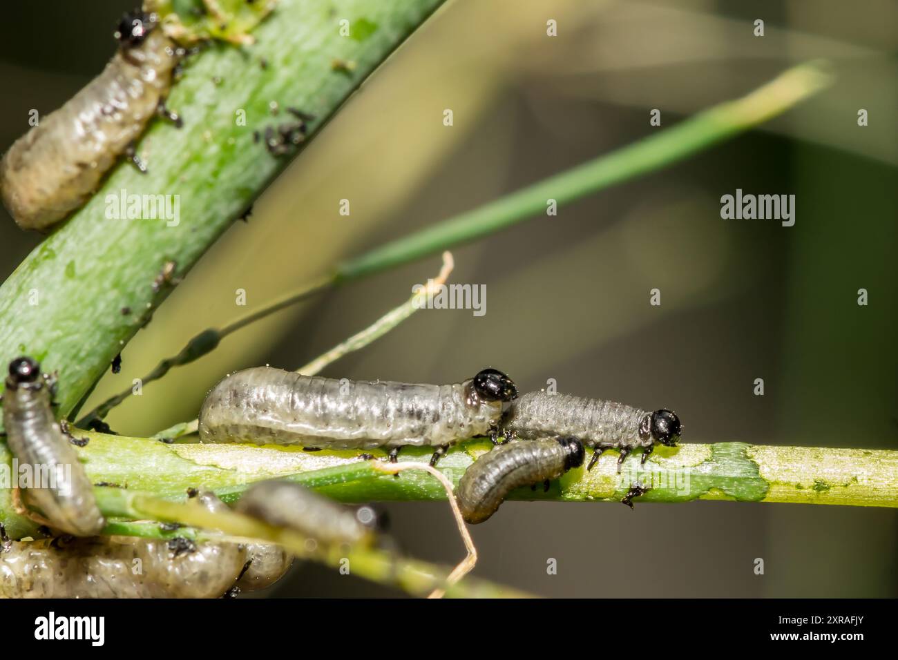 Asparagus beetle larvae hi-res stock photography and images - Alamy