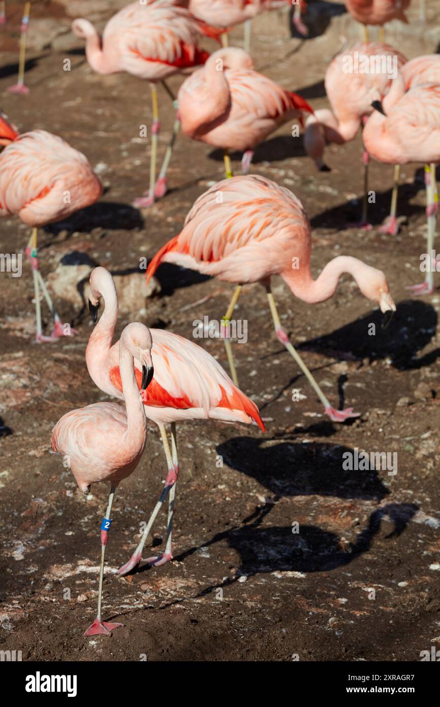 Ecoparque buenos aires hi-res stock photography and images - Alamy