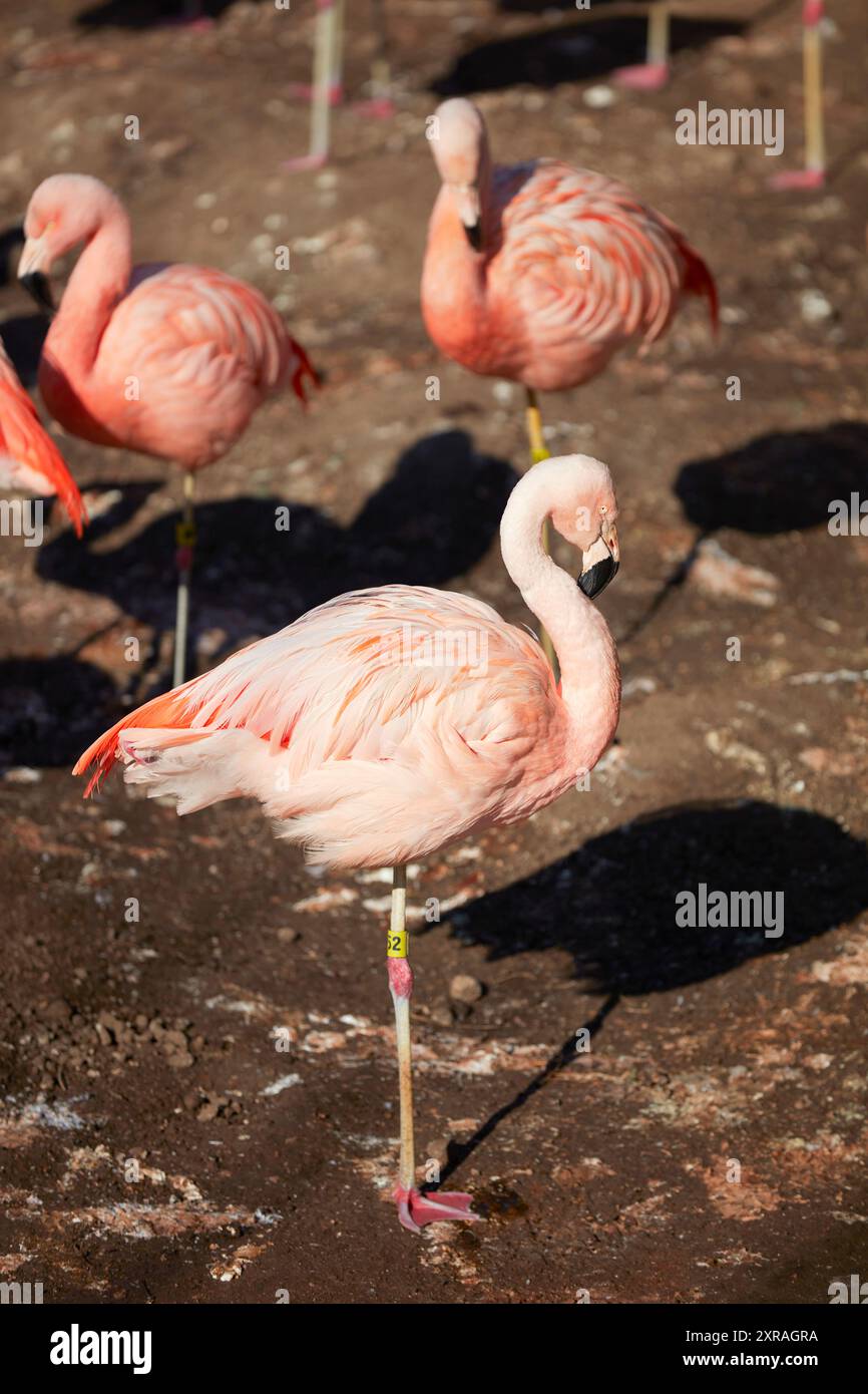 Ecoparque buenos aires hi-res stock photography and images - Alamy