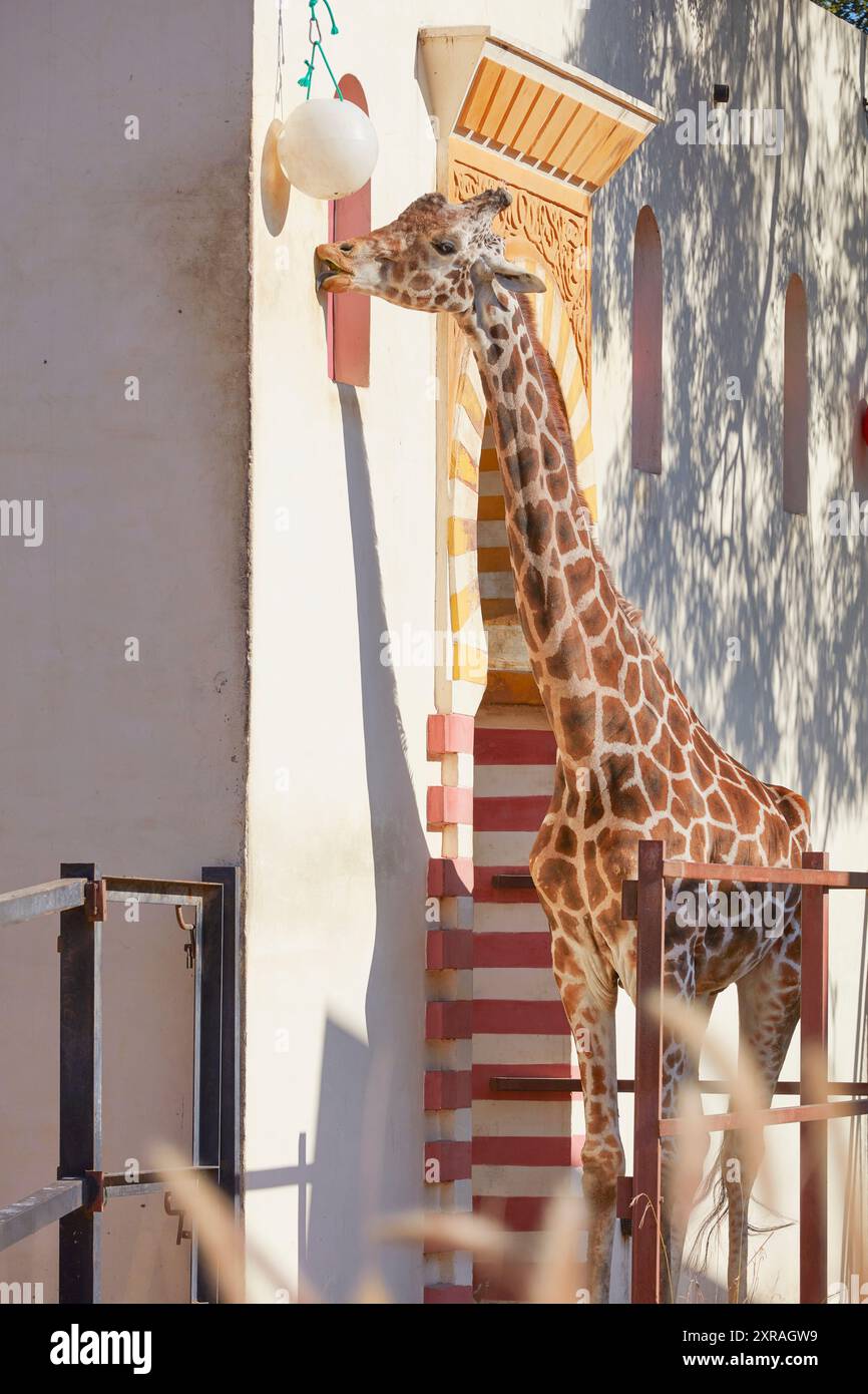 A jiraffe inside the EcoPark (Ecoparque) in Palermo, Buenos Aires ...