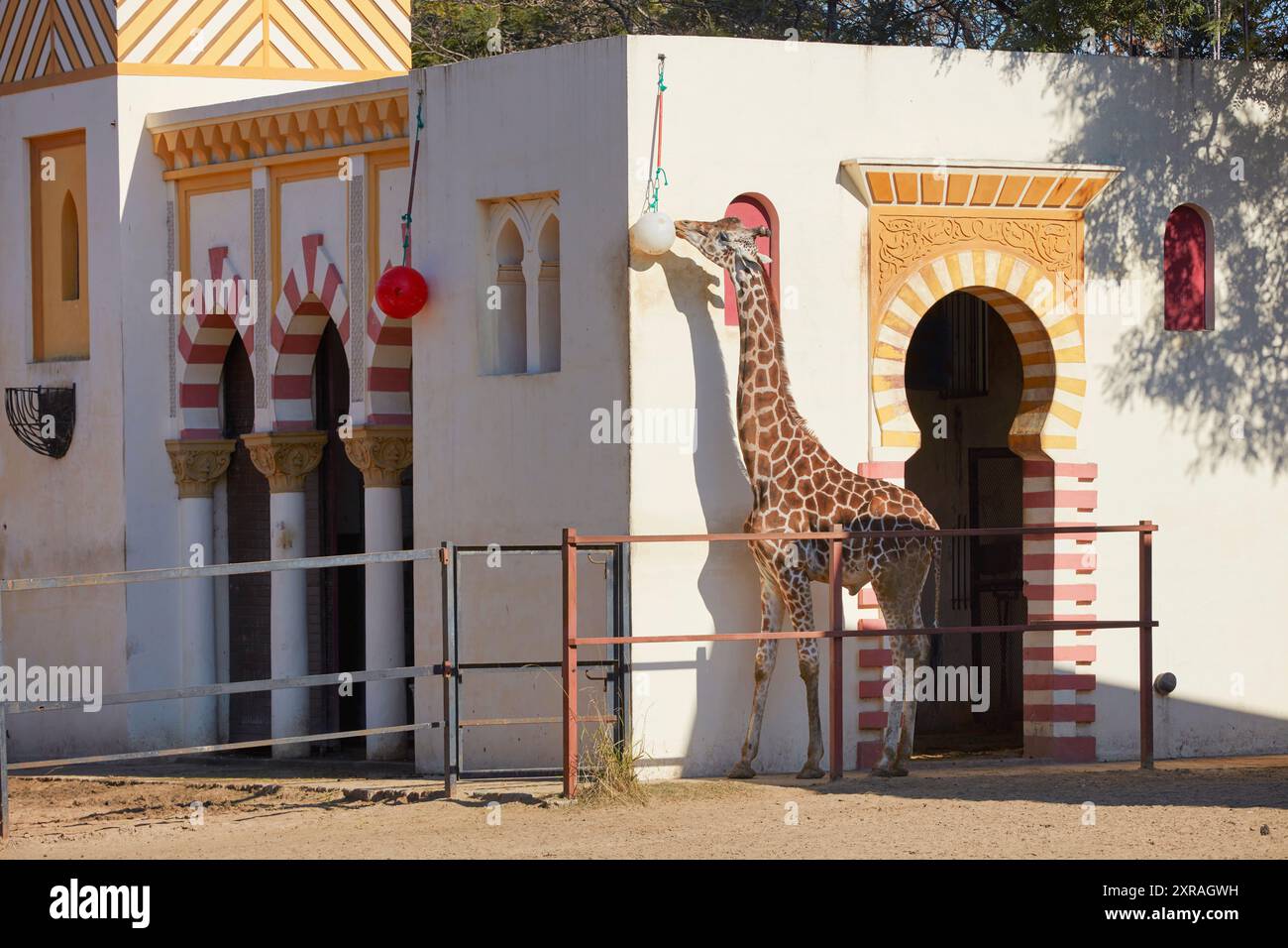 A jiraffe inside the EcoPark (Ecoparque) in Palermo, Buenos Aires ...
