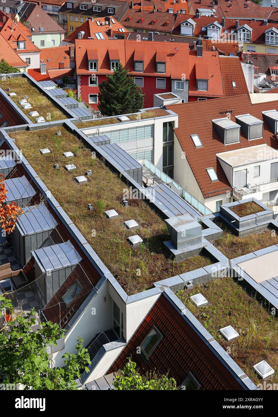 Top view at a living roof, a flat roof covered with vegetation, in the ...