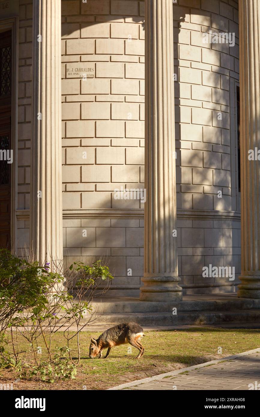 A Mara inside the EcoPark (Ecoparque) in Palermo, Buenos Aires ...