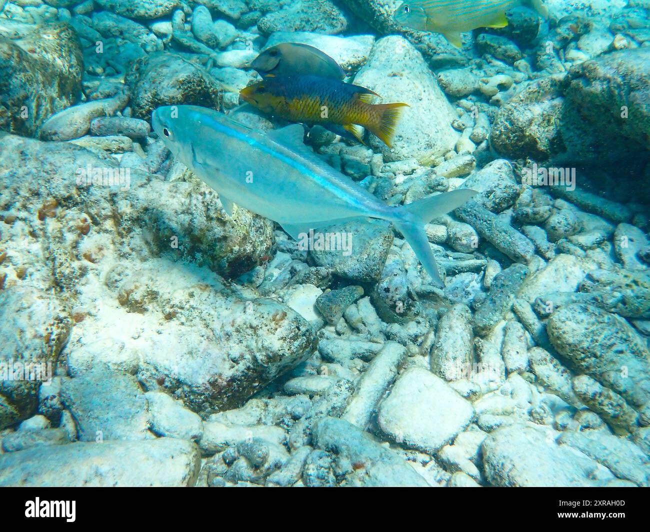 Underwater view at various fishes (Bar jack, Spanish hogfish, Ocean ...