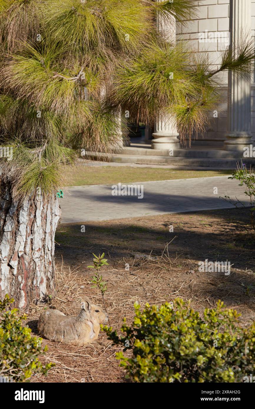 A Mara inside the EcoPark (Ecoparque) in Palermo, Buenos Aires ...