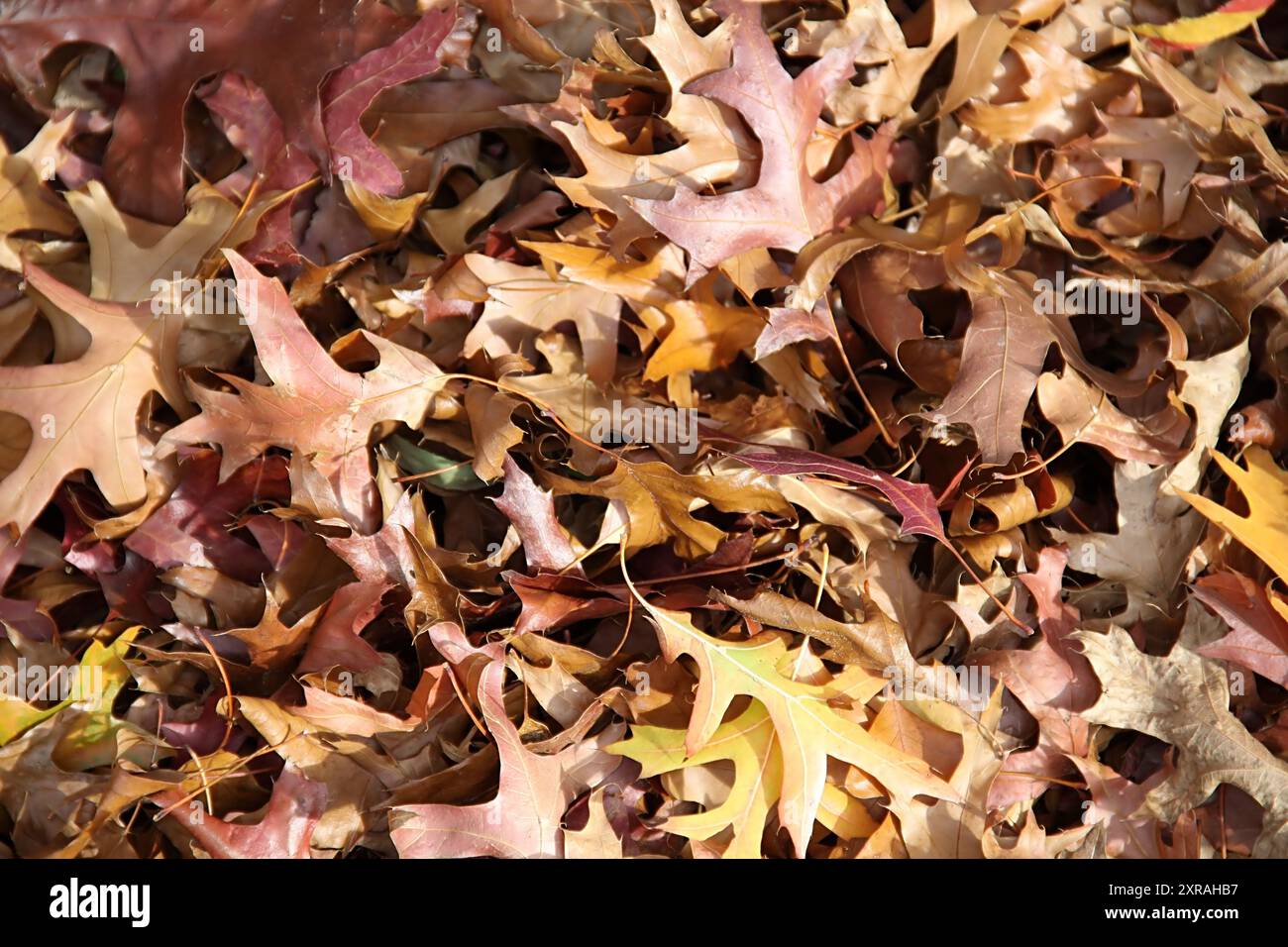 Oak Leaves In Mid-Fall Color Stock Photo - Alamy
