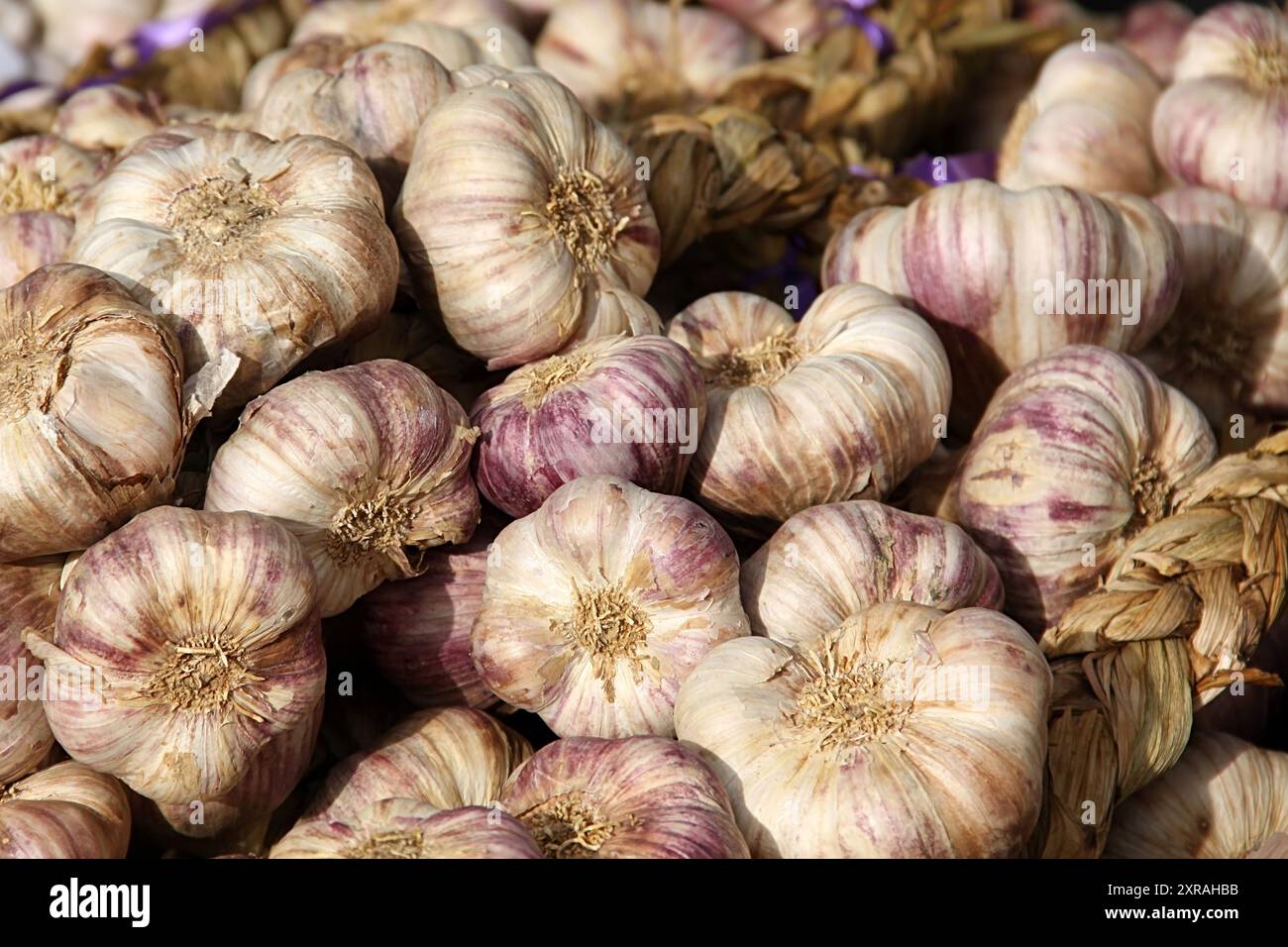 BRAIDED VIOLET GARLIC at an open-air street market, in Western France ...