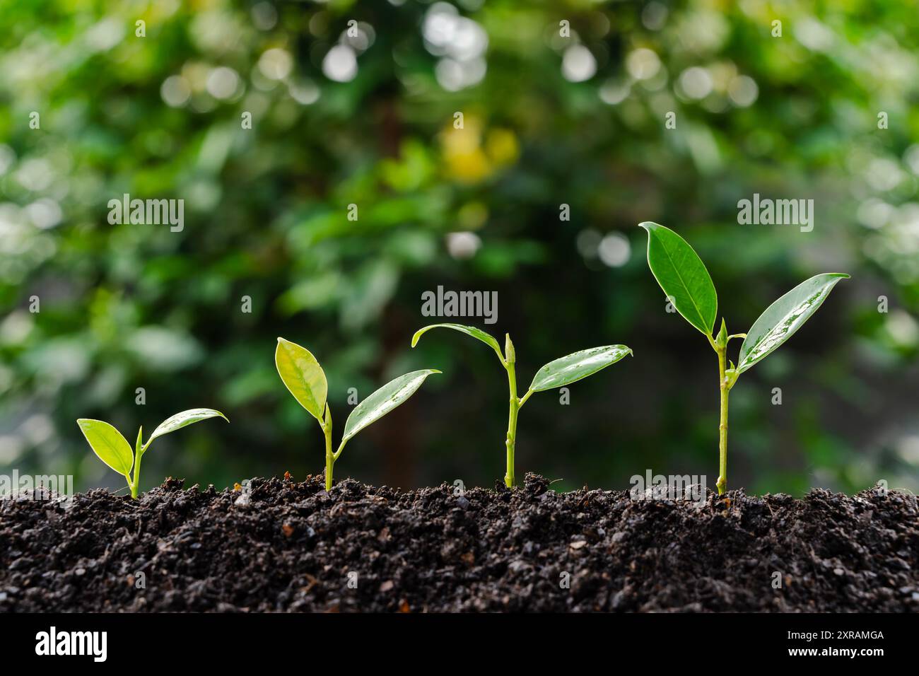 Growth order of young plants, plants or young trees on natural ...