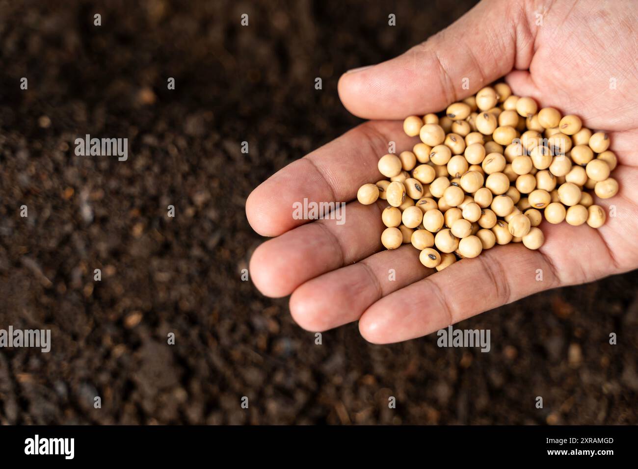 Hand of expert farmer sowing seeds of vegetables on healthy soil at ...