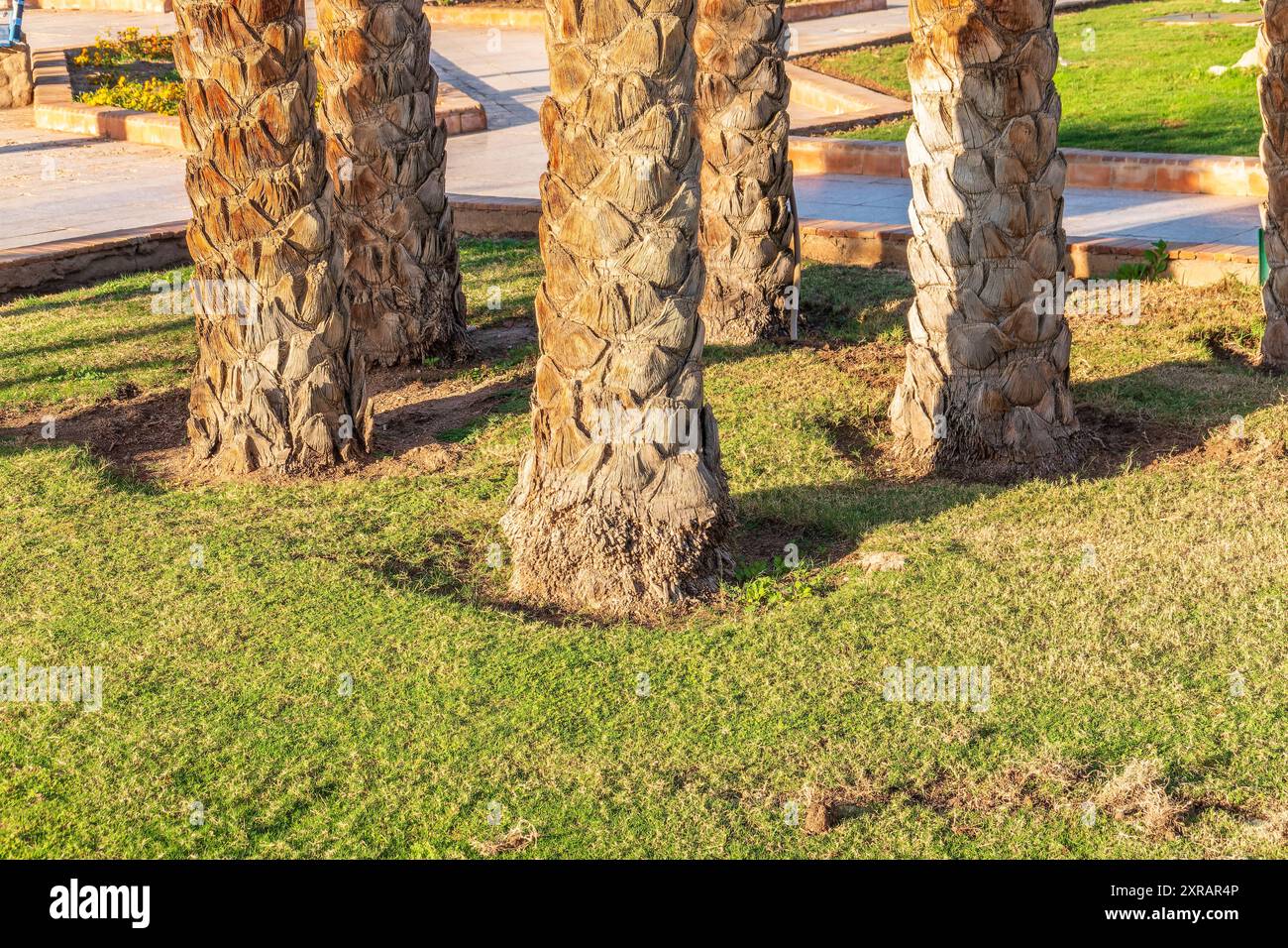 Palm tree trunks close-up, sequential and abstract in park. Palm tree ...