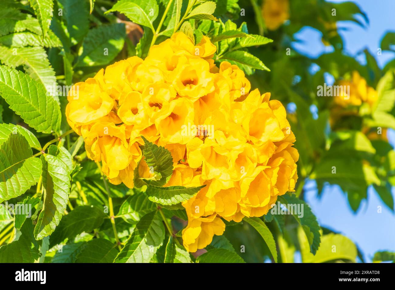 Tecoma stans yellow flowers close-up, yellow trumpetbush, yellow bells ...