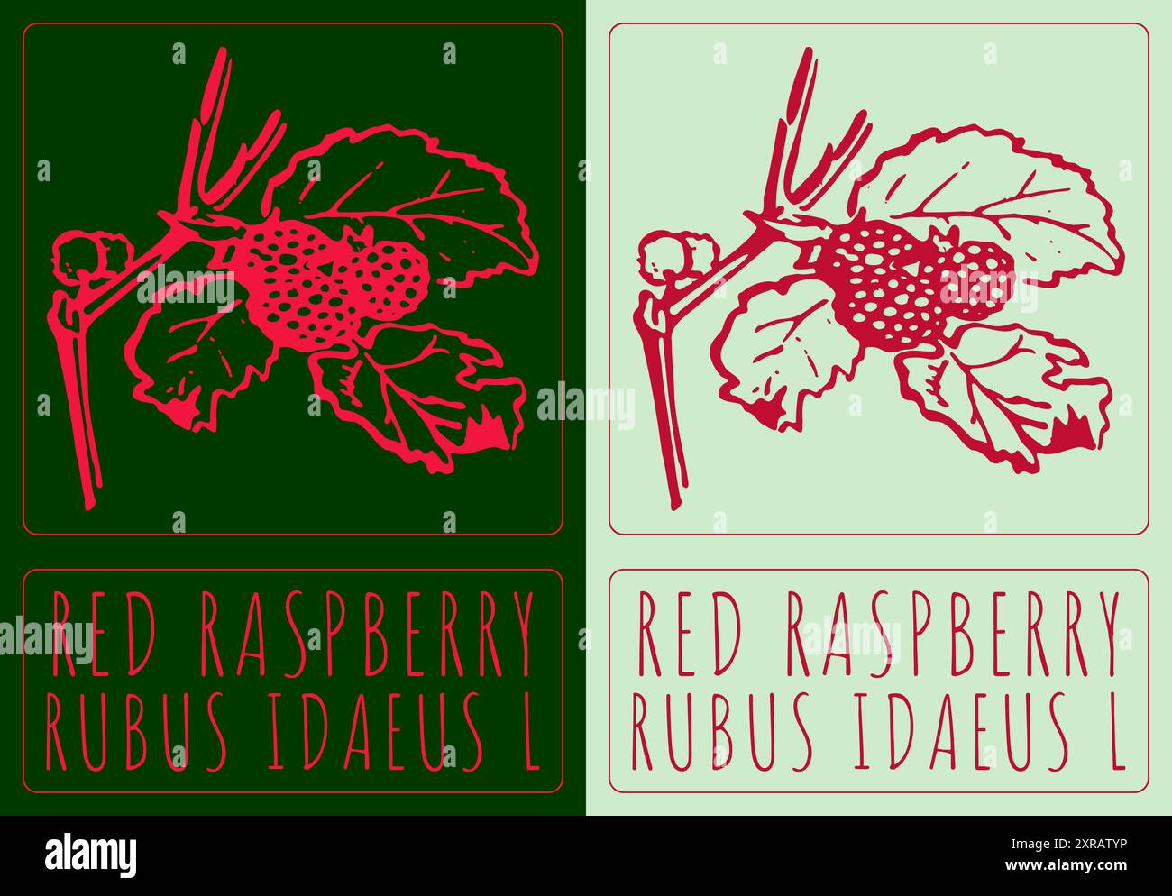 Vector drawing RED RASPBERRY. Hand drawn illustration. Latin name is ...