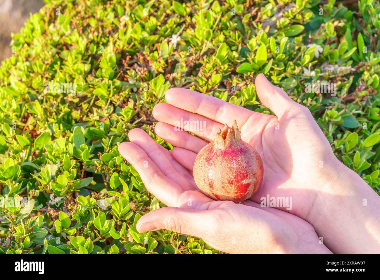 Woman's hands picking up fruit from tree. Orchard with big red ...