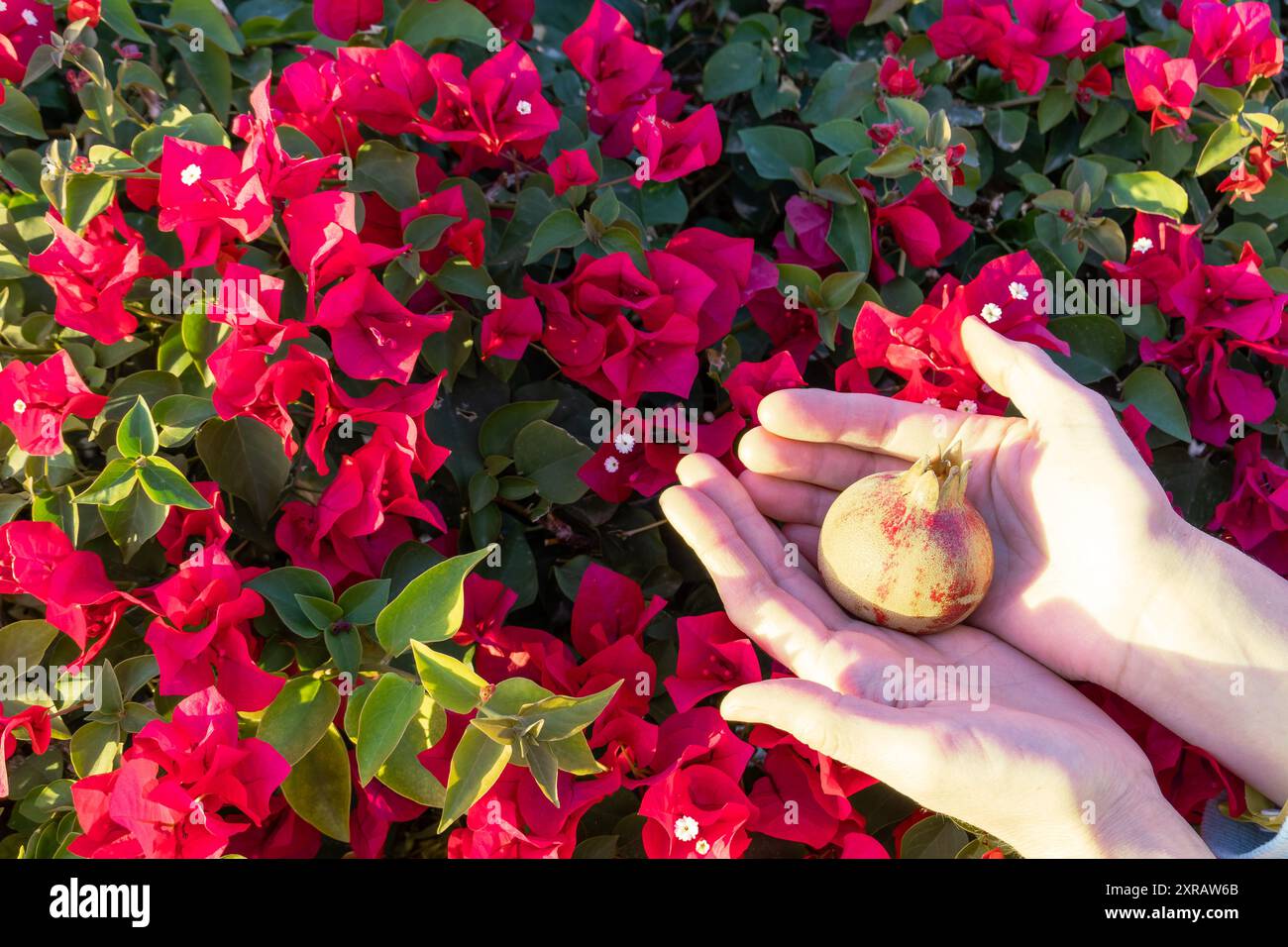 Woman's hands picking up fruit from tree. Orchard with big red ...