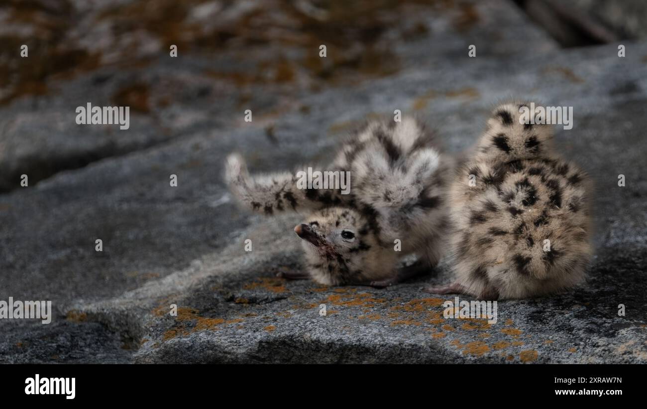 little baby seagulls sitting and awaking on a rock, cute and fluffy ...