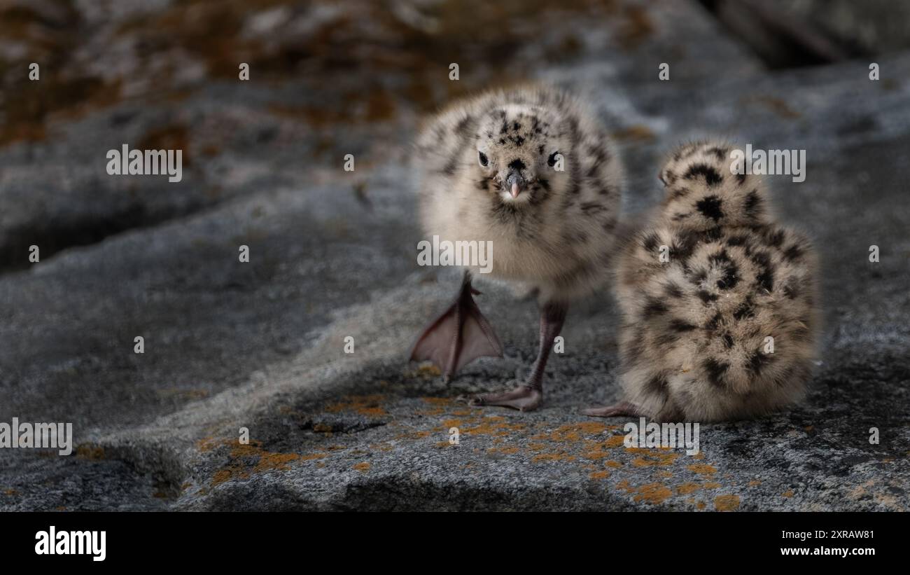 little baby seagulls sitting and standing on a rock, cute and fluffy ...