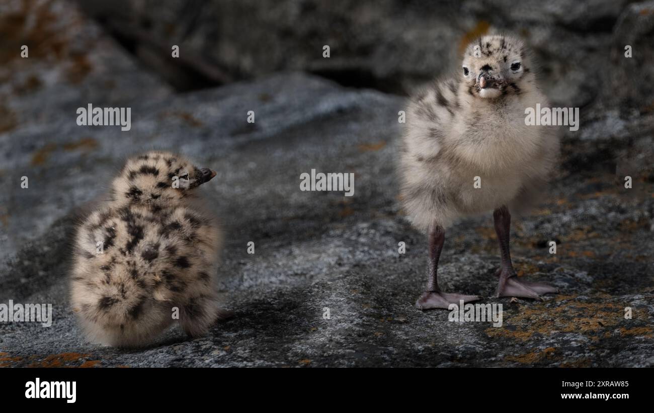 little baby seagulls sitting and standing on a rock, cute and fluffy ...