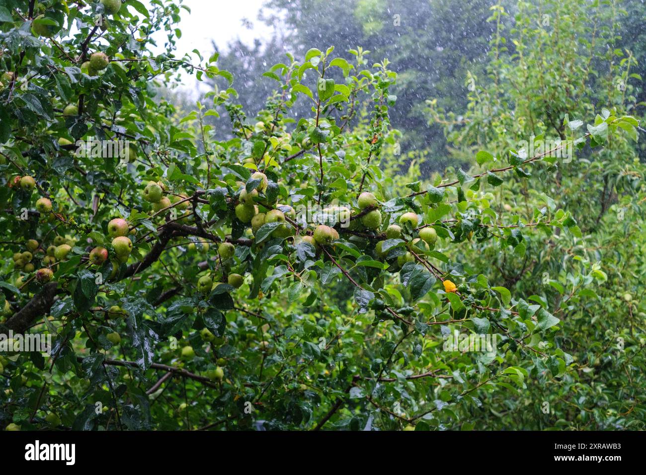 Green apples on their tree, wet from heavy rain Stock Photo - Alamy