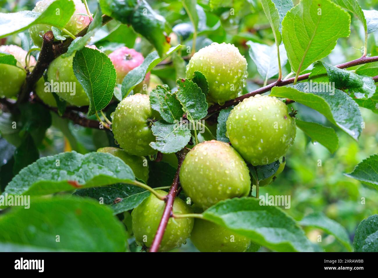 Green apples on their tree, wet from heavy rain Stock Photo - Alamy
