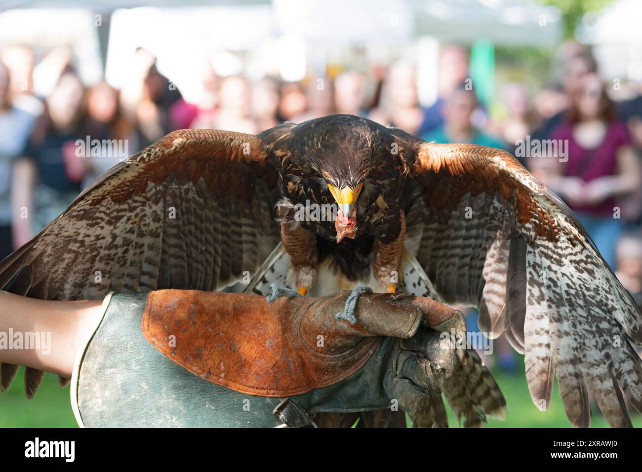 Italy, Lombardy, Historical Recalling, Falconer and Harris Hawk ...