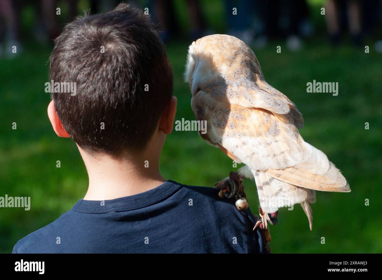 Barn Owl Leaning on a Child's Shoulder Stock Photo - Alamy