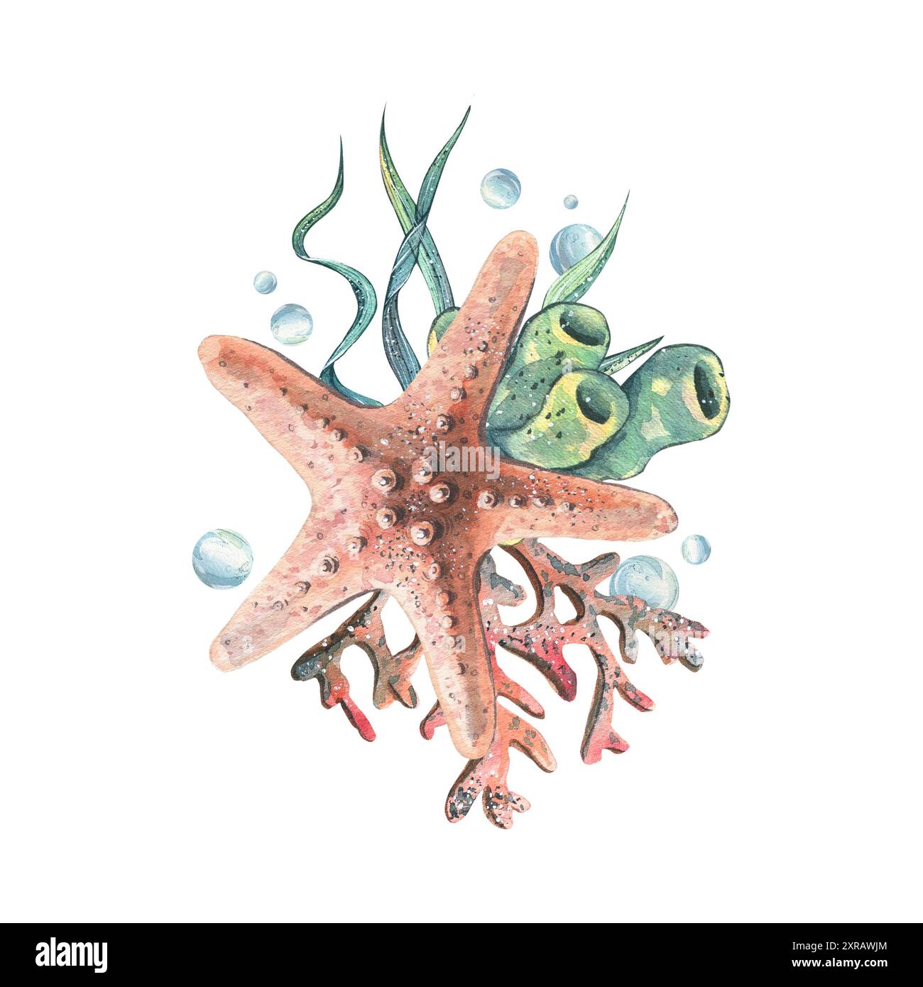 Starfish, coral, sea sponge, algae and bubbles. Hand drawn watercolor ...