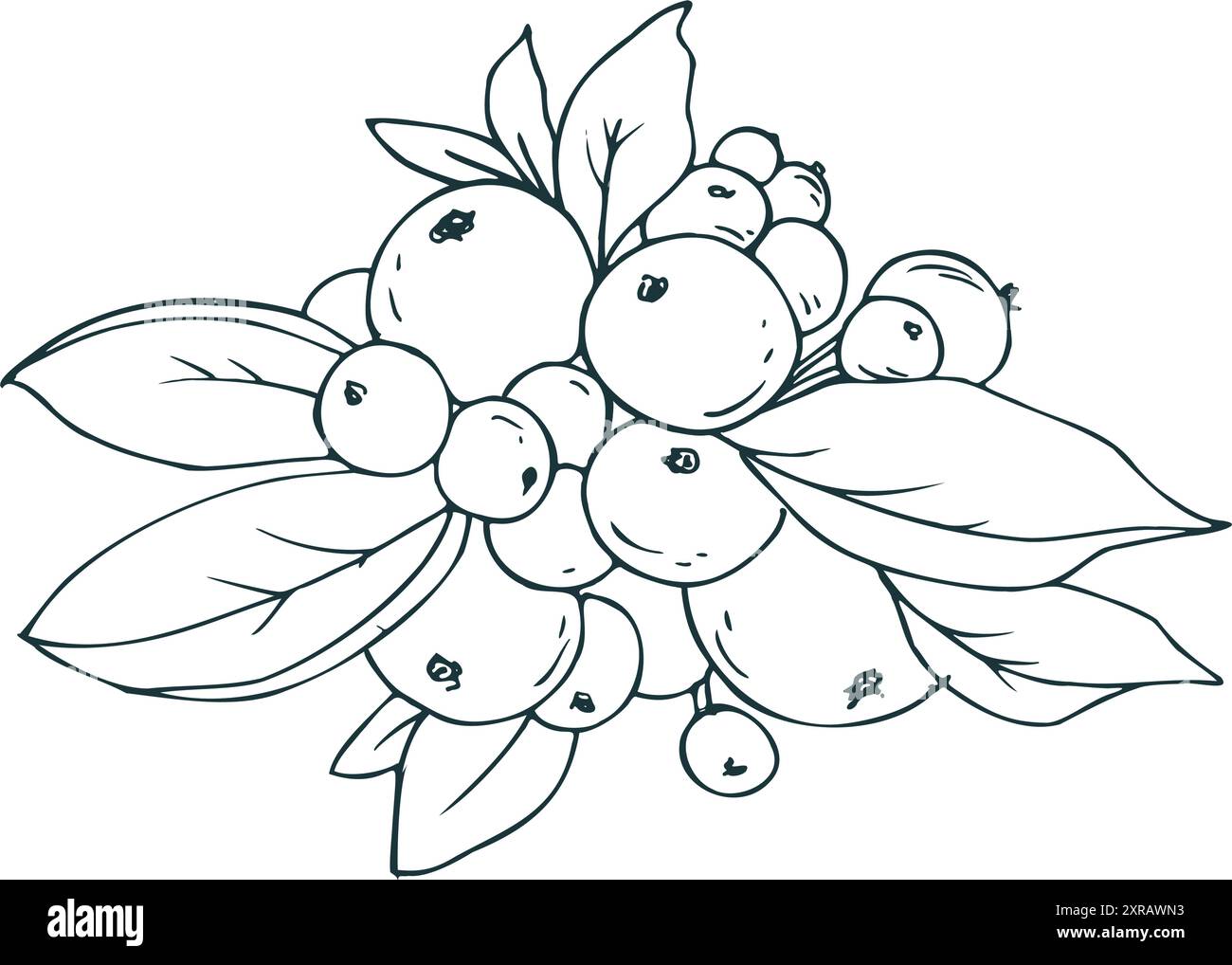 Snowberry branch with white berries and leaves. Line art is a simple ...