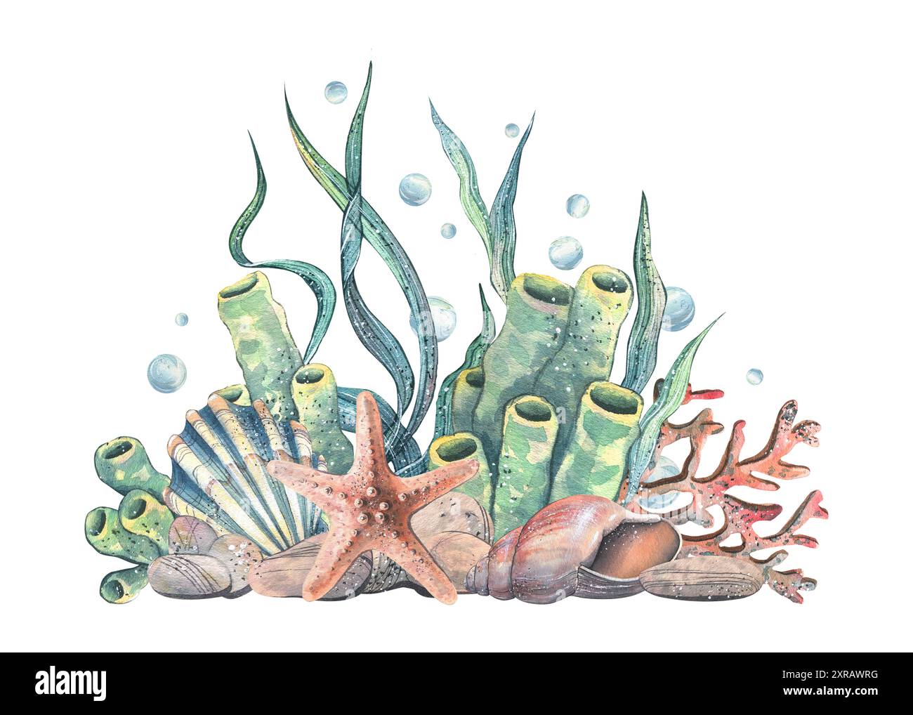 Seashell, starfish, sea sponge, algae, pebbles and bubbles. Hand drawn ...