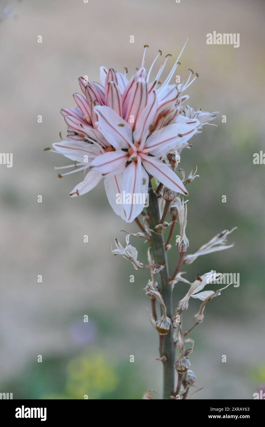 The beautiful Asphodelus ramosus flower in outdoor Stock Photo - Alamy