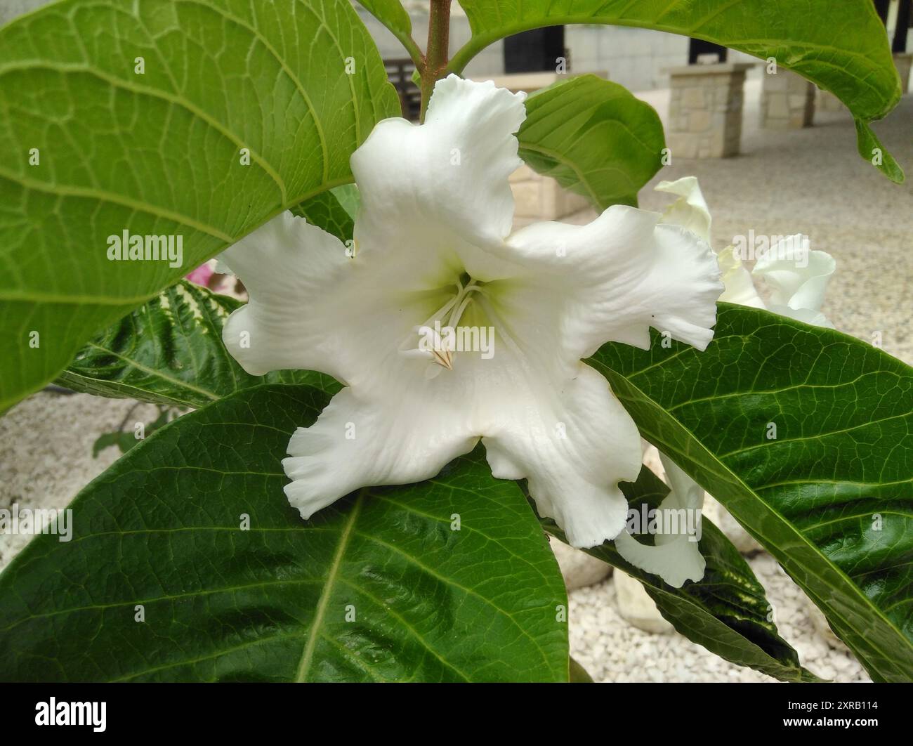 The beautiful Beaumontia grandiflora flower in garden Stock Photo - Alamy