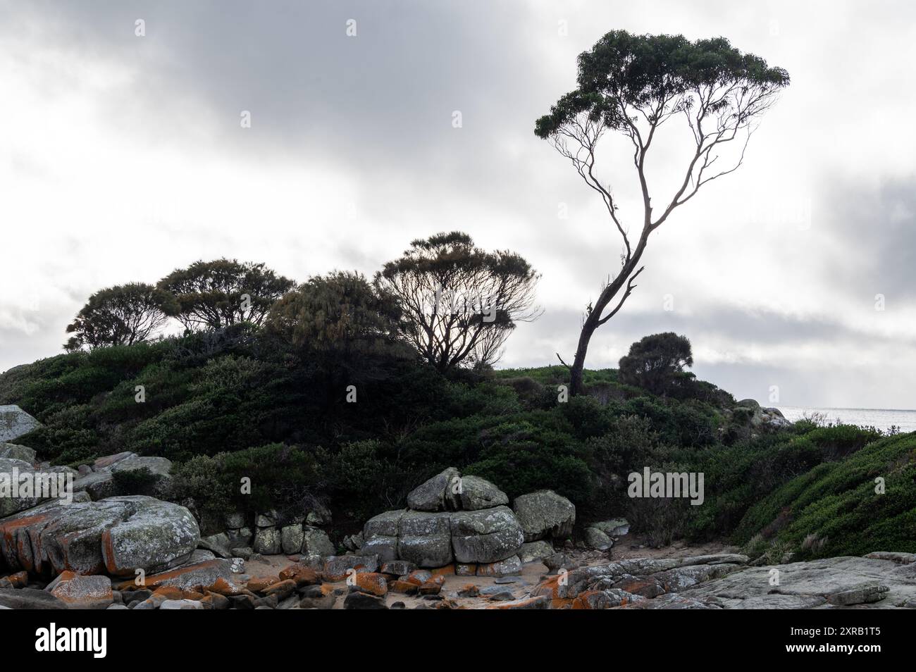 An early morning setting with a lone tree on a small headland at a ...