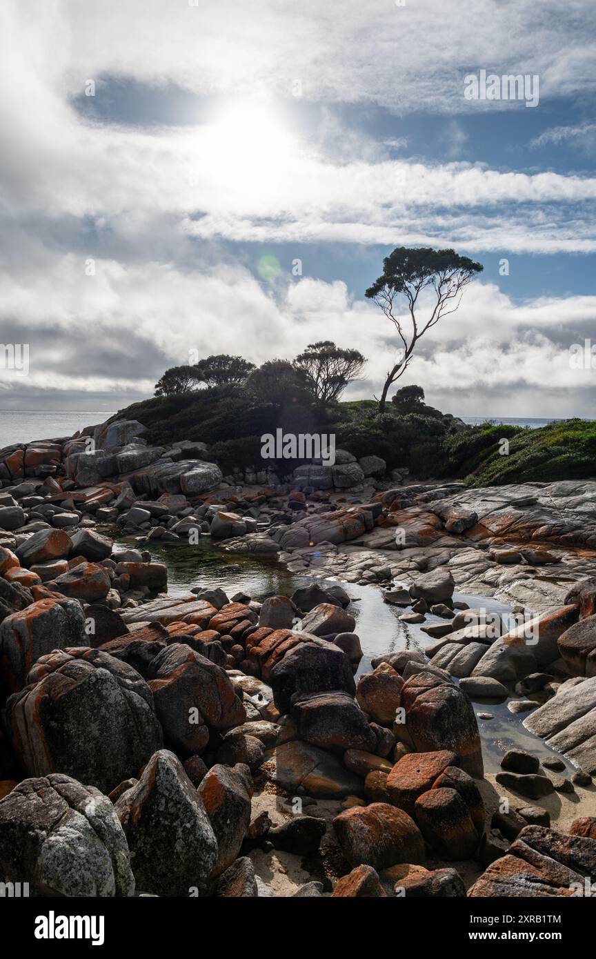 An early morning setting with a lone tree on a small headland at a ...