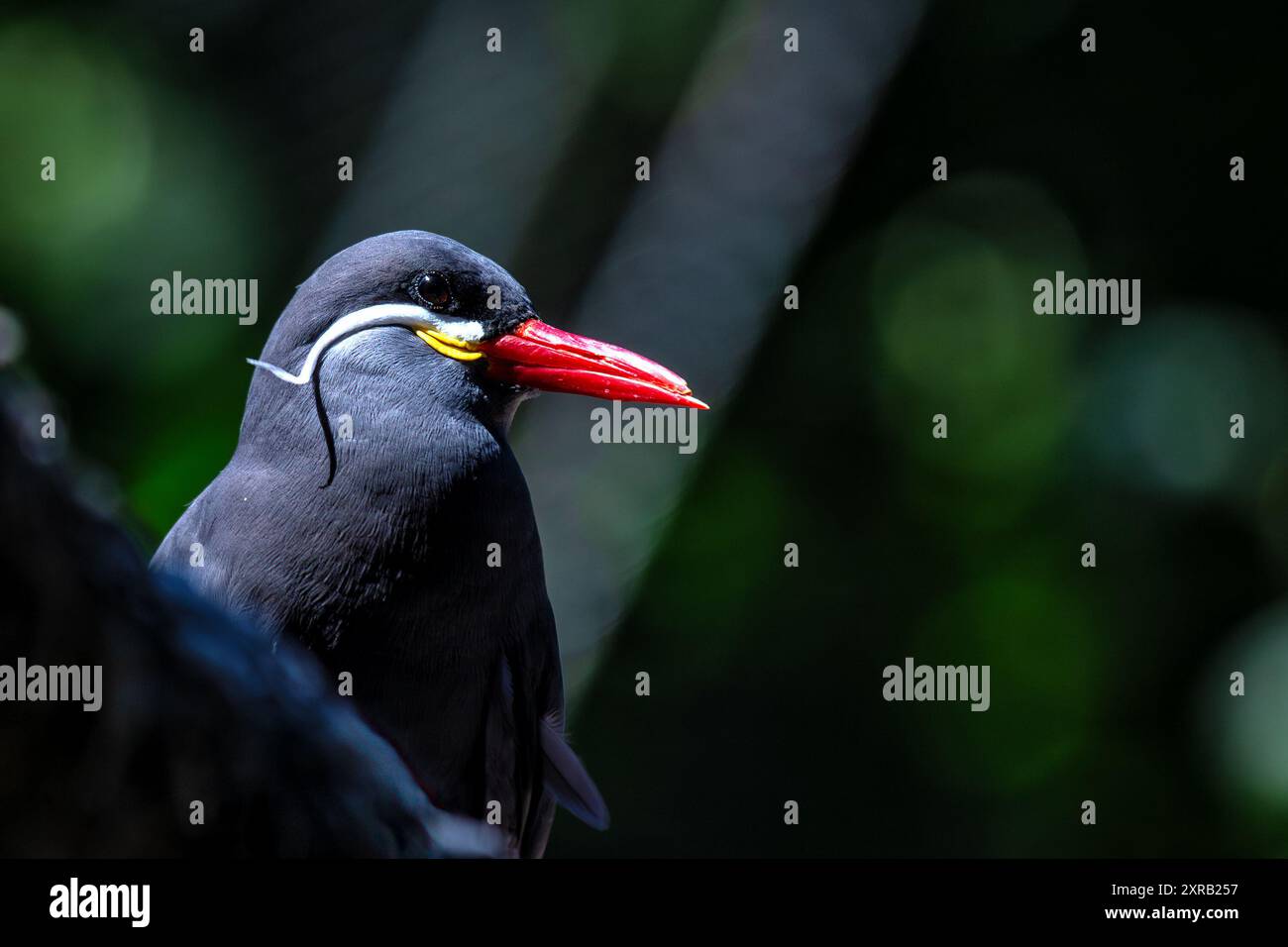 Male Inca tern spotted along the Pacific coast of South America. Feeds ...