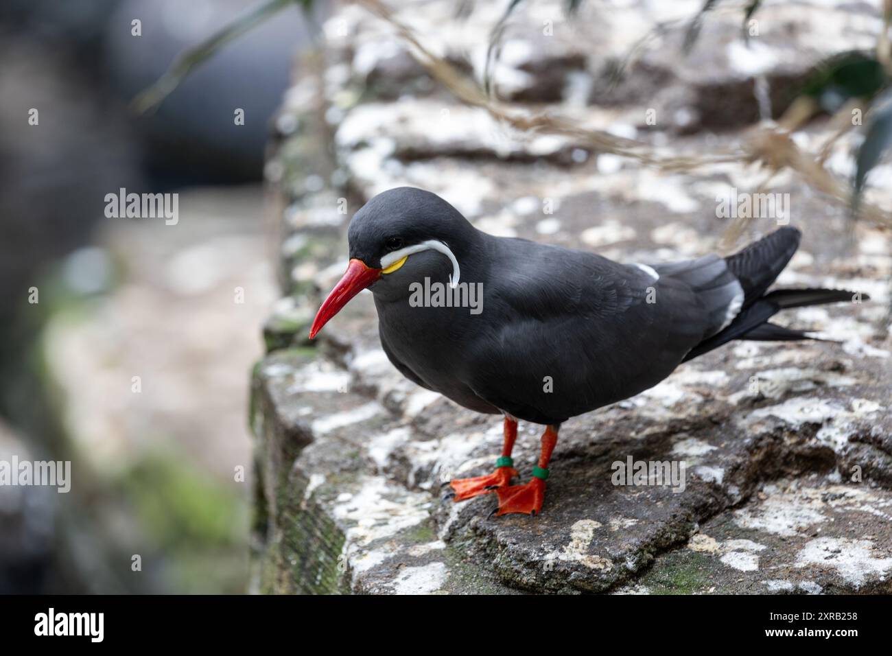 Male Inca tern spotted along the Pacific coast of South America. Feeds ...