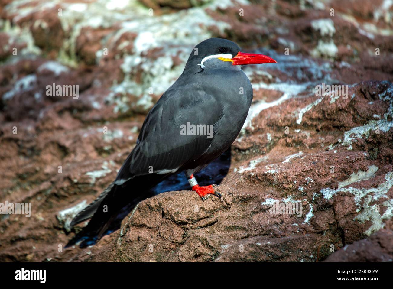 Male Inca tern spotted along the Pacific coast of South America. Feeds ...
