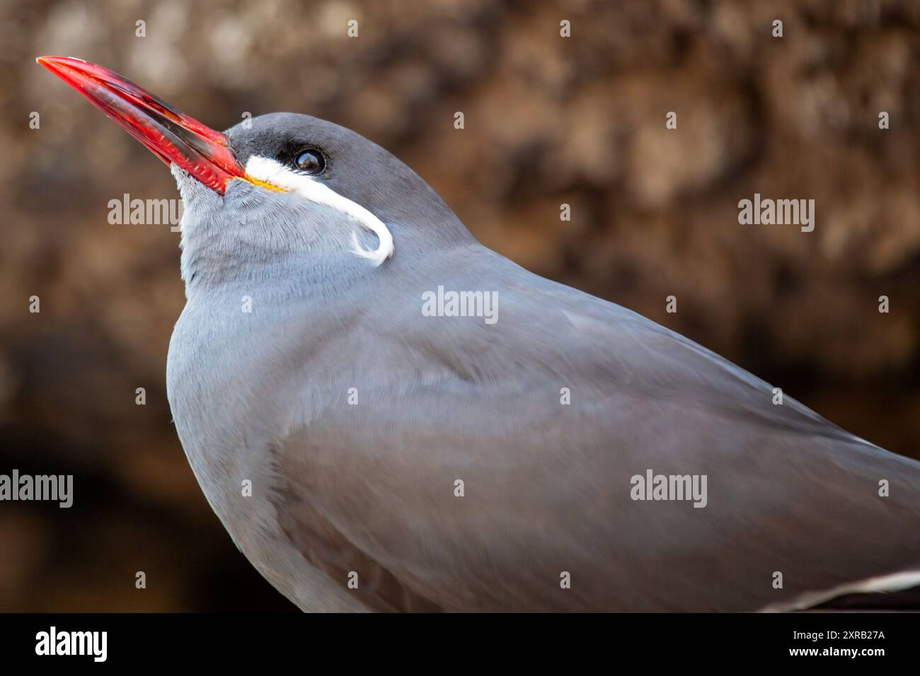 Male Inca tern spotted along the Pacific coast of South America. Feeds ...