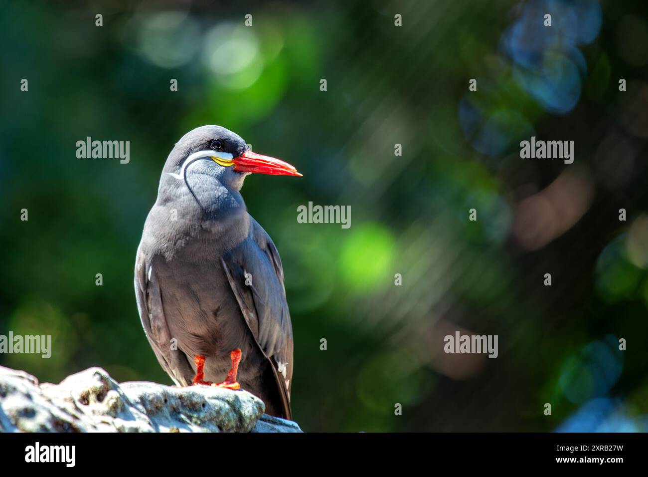 Male Inca tern spotted along the Pacific coast of South America. Feeds ...