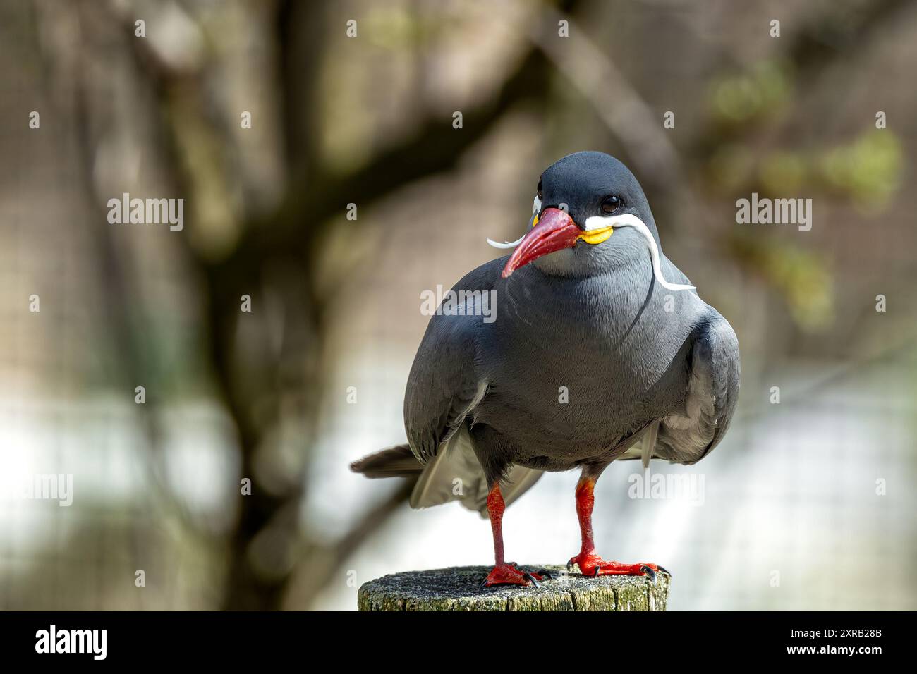 Male Inca tern spotted along the Pacific coast of South America. Feeds ...