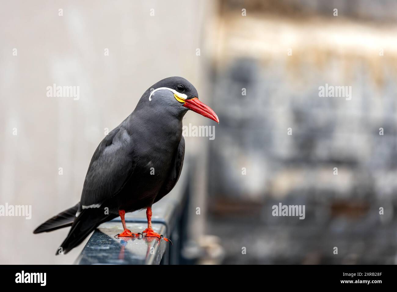 Male Inca tern spotted along the Pacific coast of South America. Feeds ...