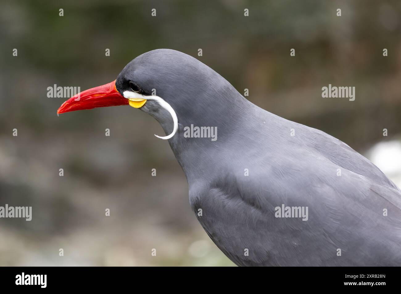 Male Inca tern spotted along the Pacific coast of South America. Feeds ...