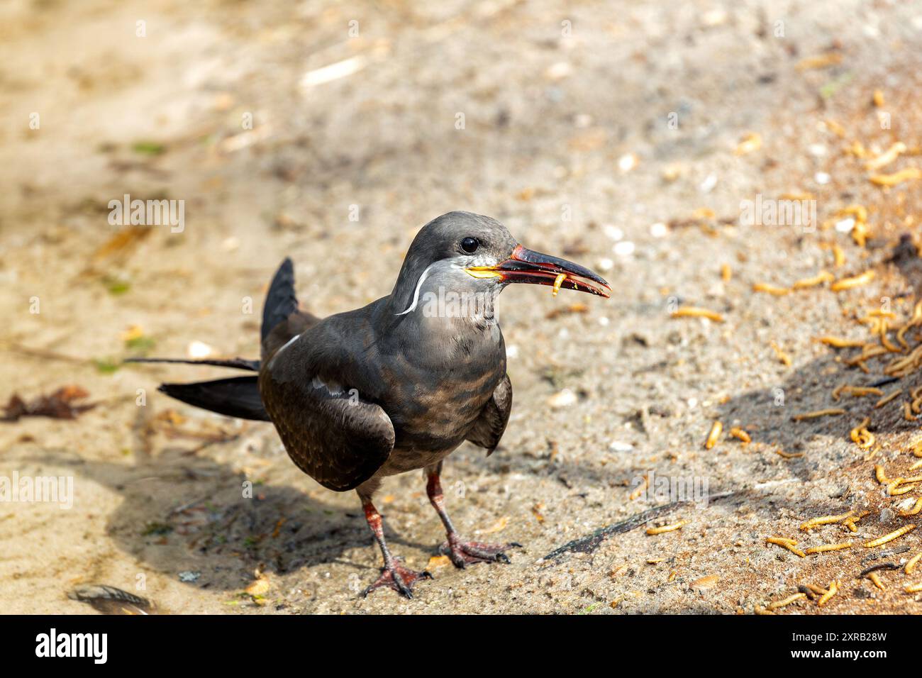 Male Inca tern spotted along the Pacific coast of South America. Feeds ...