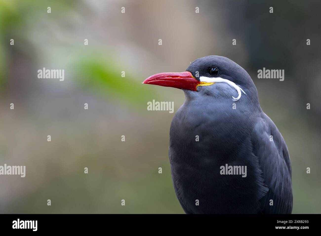 Male Inca tern spotted along the Pacific coast of South America. Feeds ...