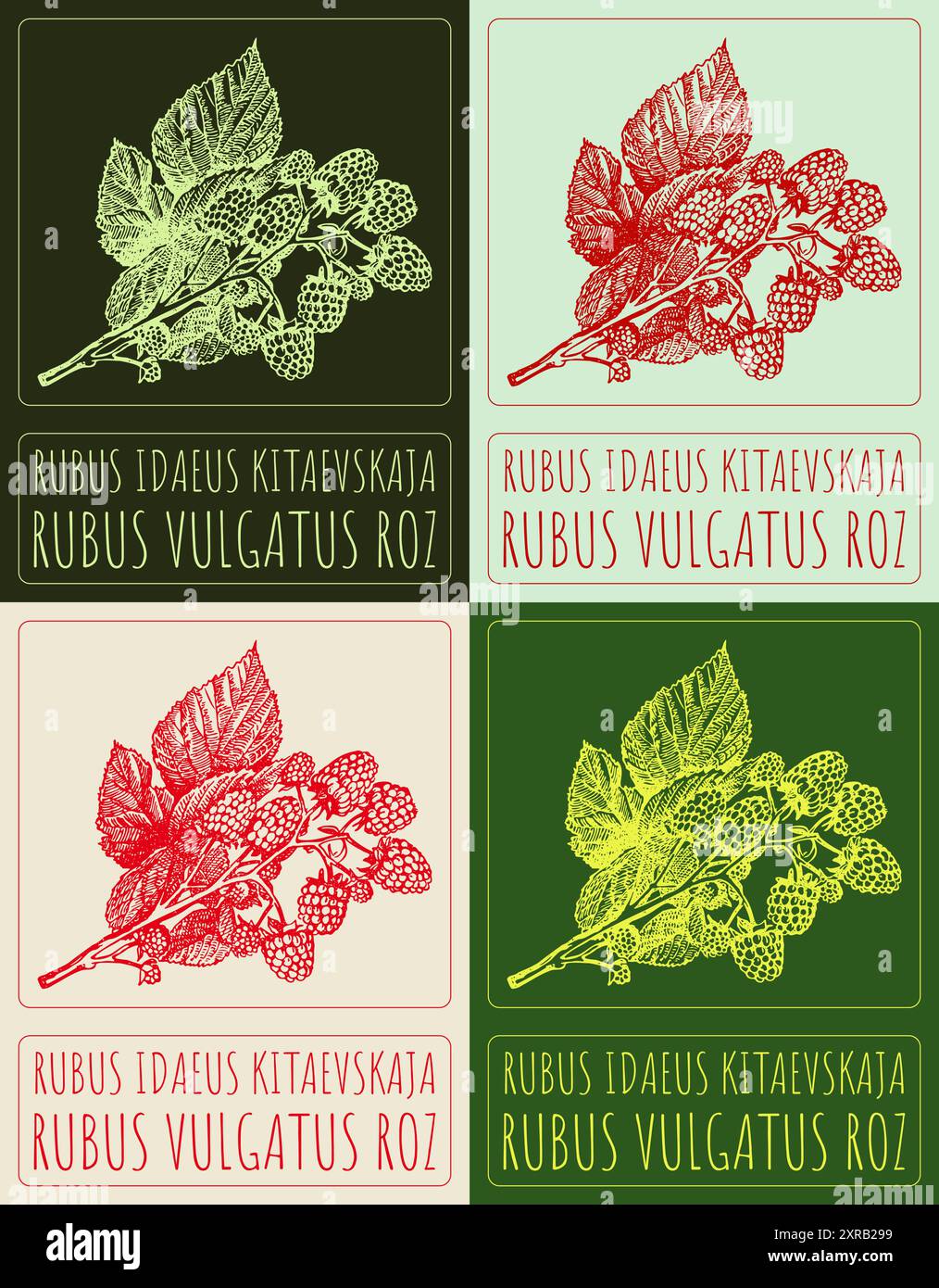 Set of vector drawing RUBUS IDAEUS KITAEVSKAJA in various colors. Hand ...