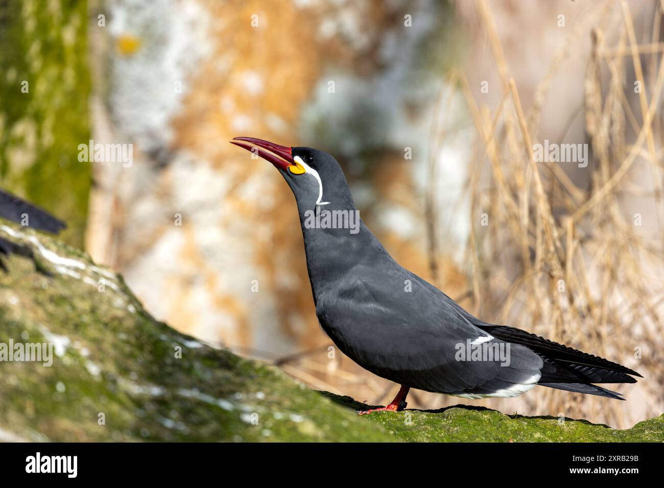 Male Inca tern spotted along the Pacific coast of South America. Feeds ...