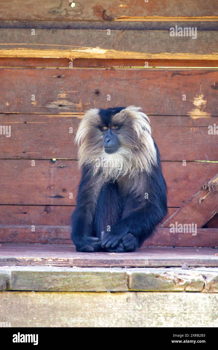 Endemic primate india hi-res stock photography and images - Alamy