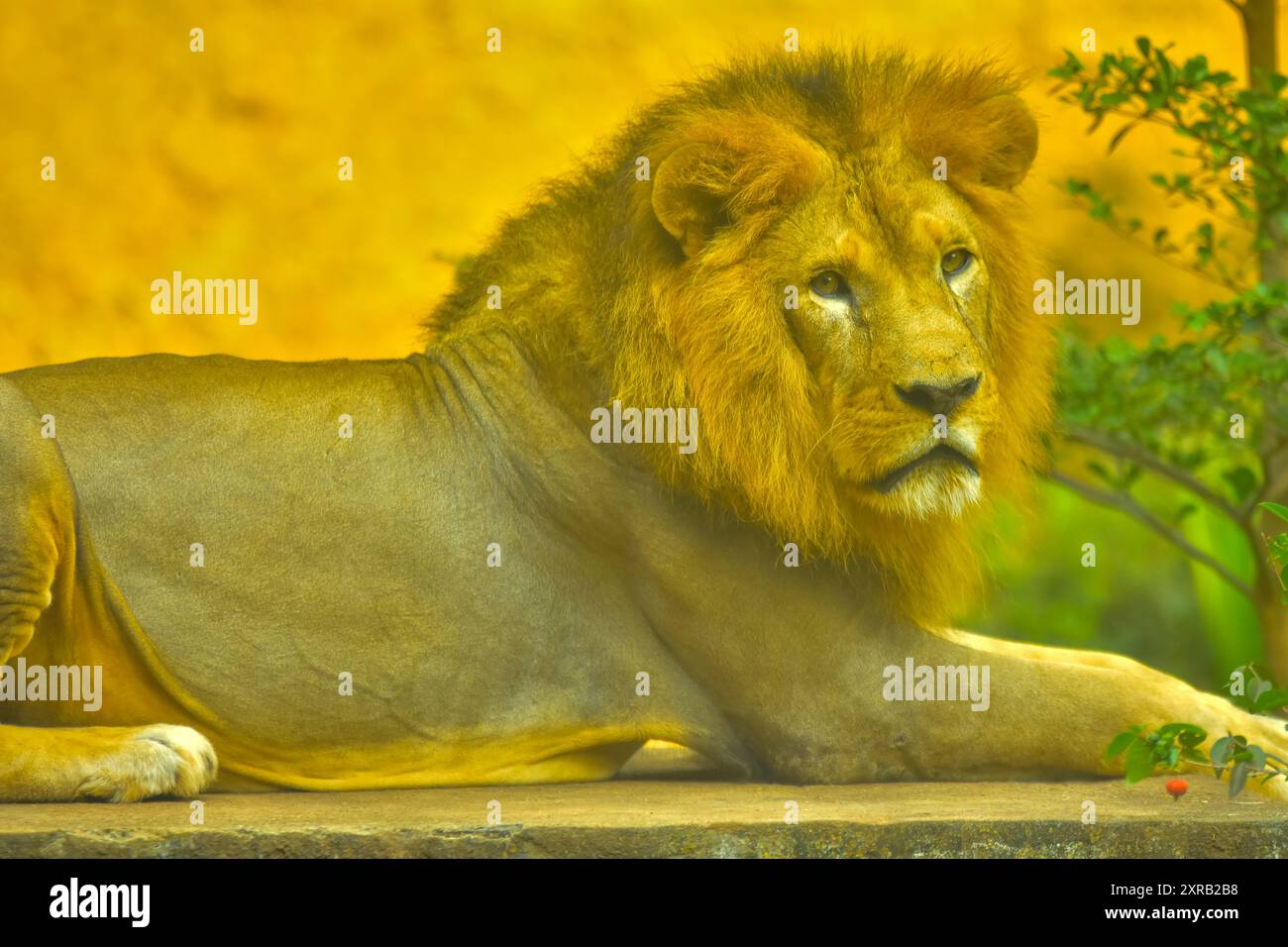 Male lion in zoo hi-res stock photography and images - Alamy