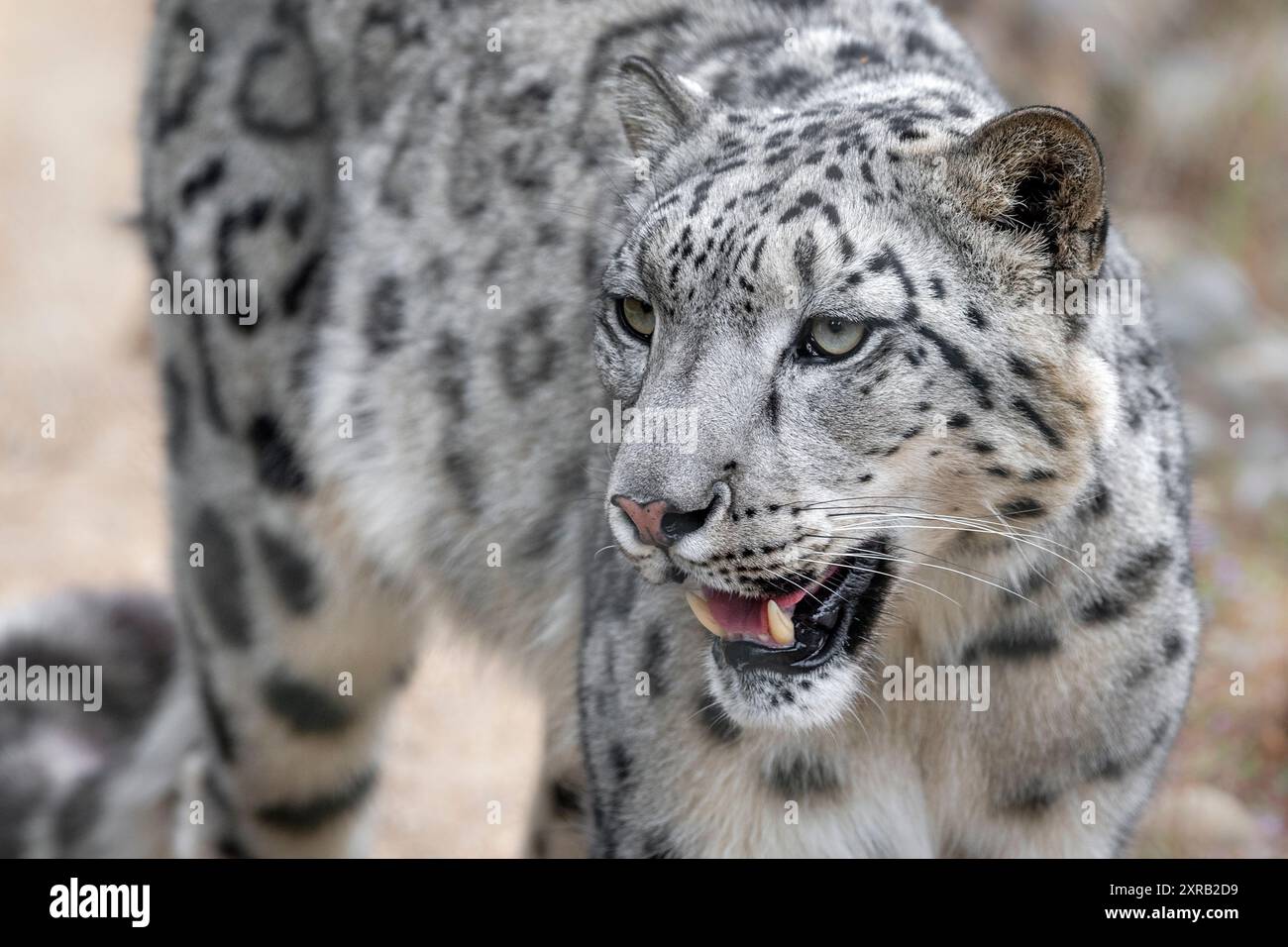 Male snow leopard (Panthera uncia Stock Photo - Alamy