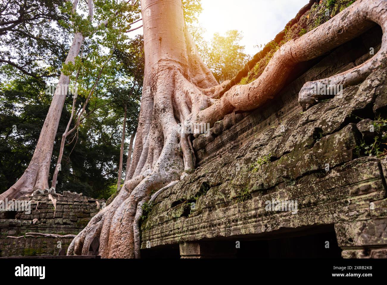 Angkor Thom, ancient temple ruins in Cambodia jungle with trees growing ...