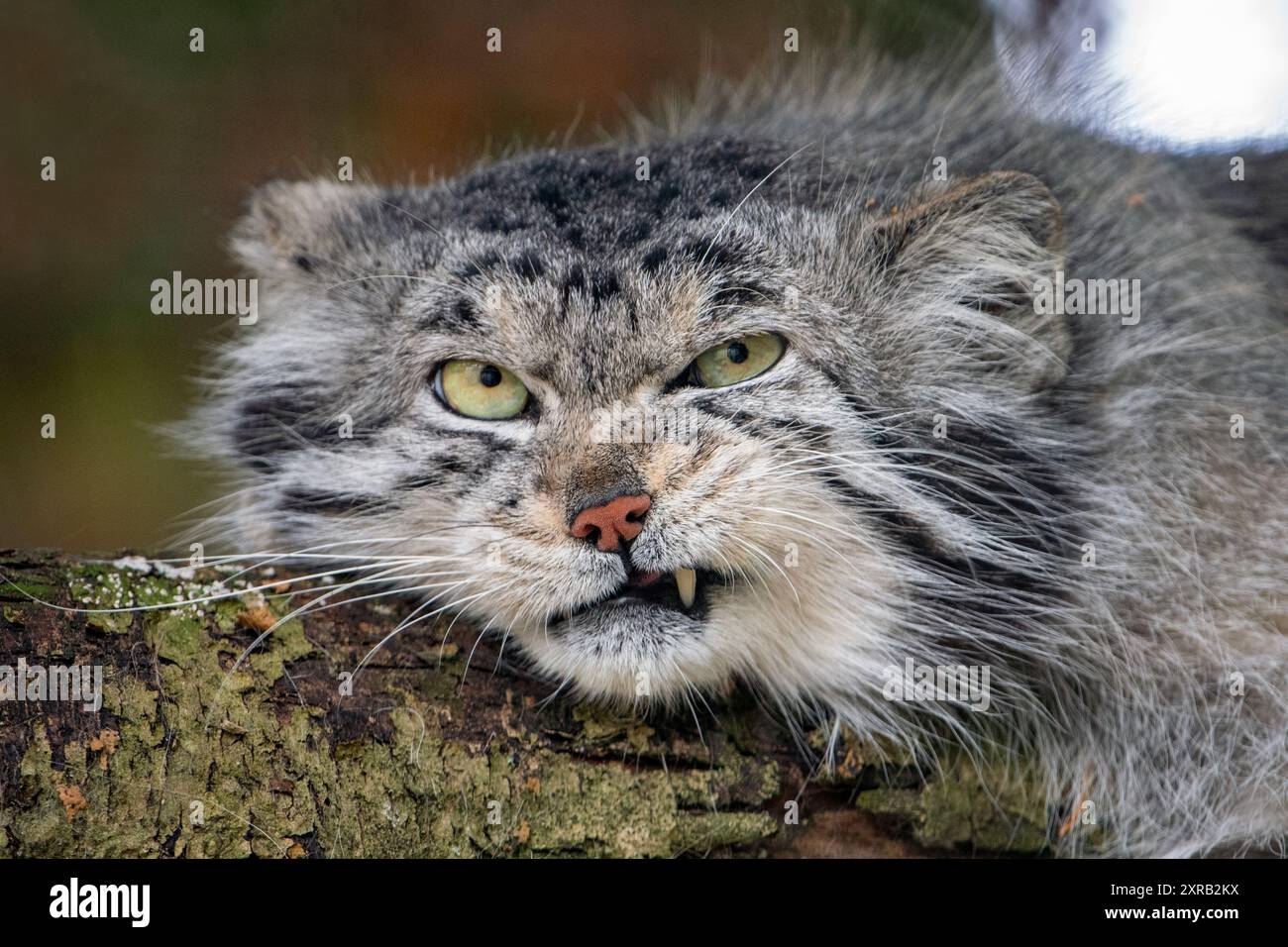 Male Pallas cat (Otocolobus manul) snarling at the camera Stock Photo ...