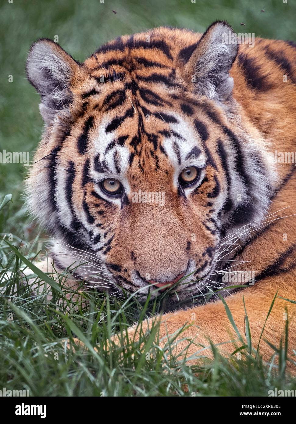 Young male siberian tiger hi-res stock photography and images - Alamy